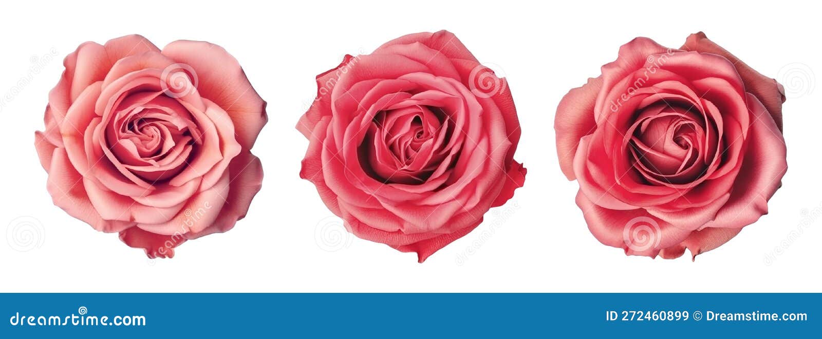 Cutout Set with Pink and Red Roses Stock Image - Image of magenta ...