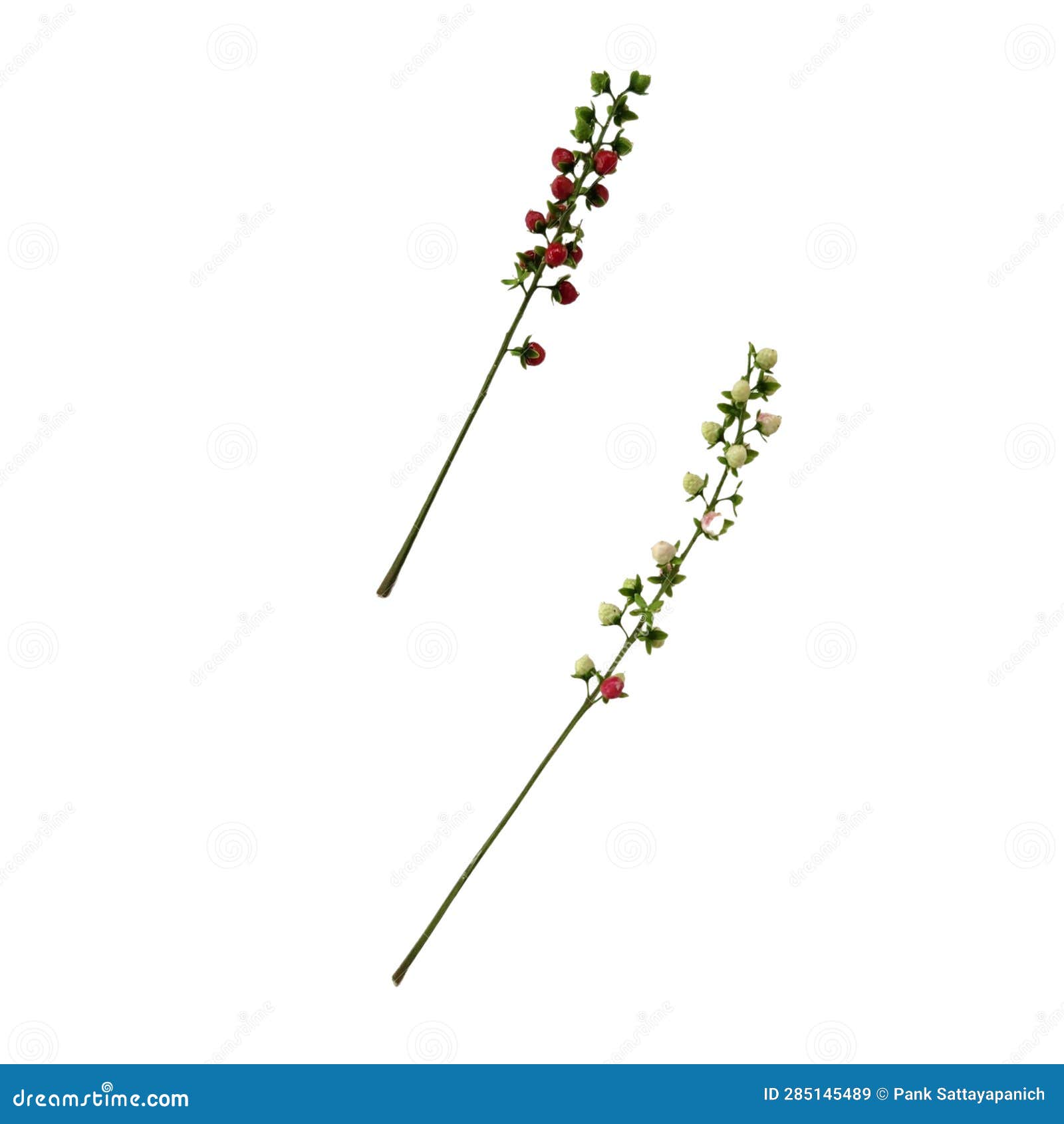 Isolated Set of Small Budding Flower in White Background with Clipping ...