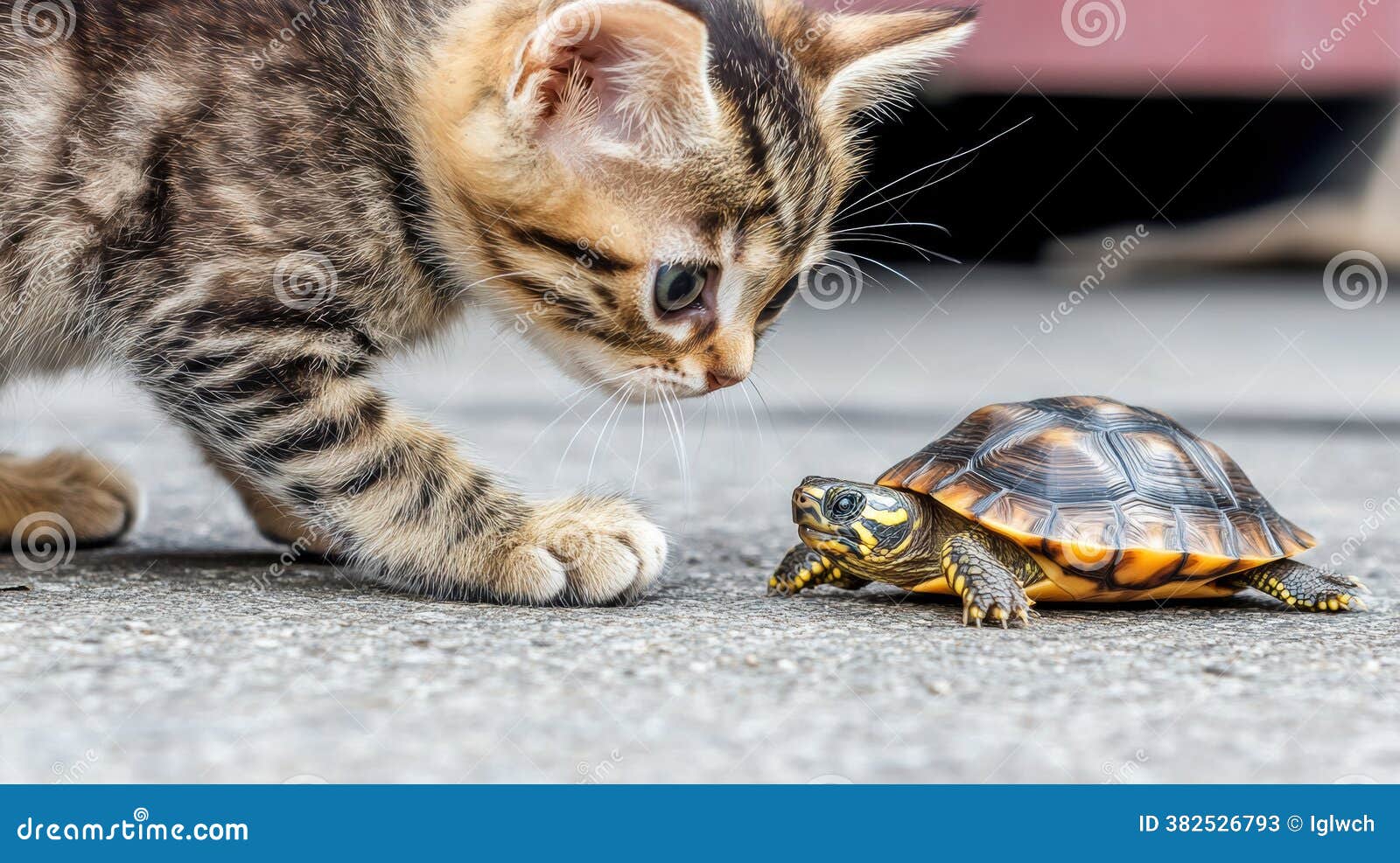 Moving Turtle Wants To Climb On The Stairs Concept Composition Royalty ...