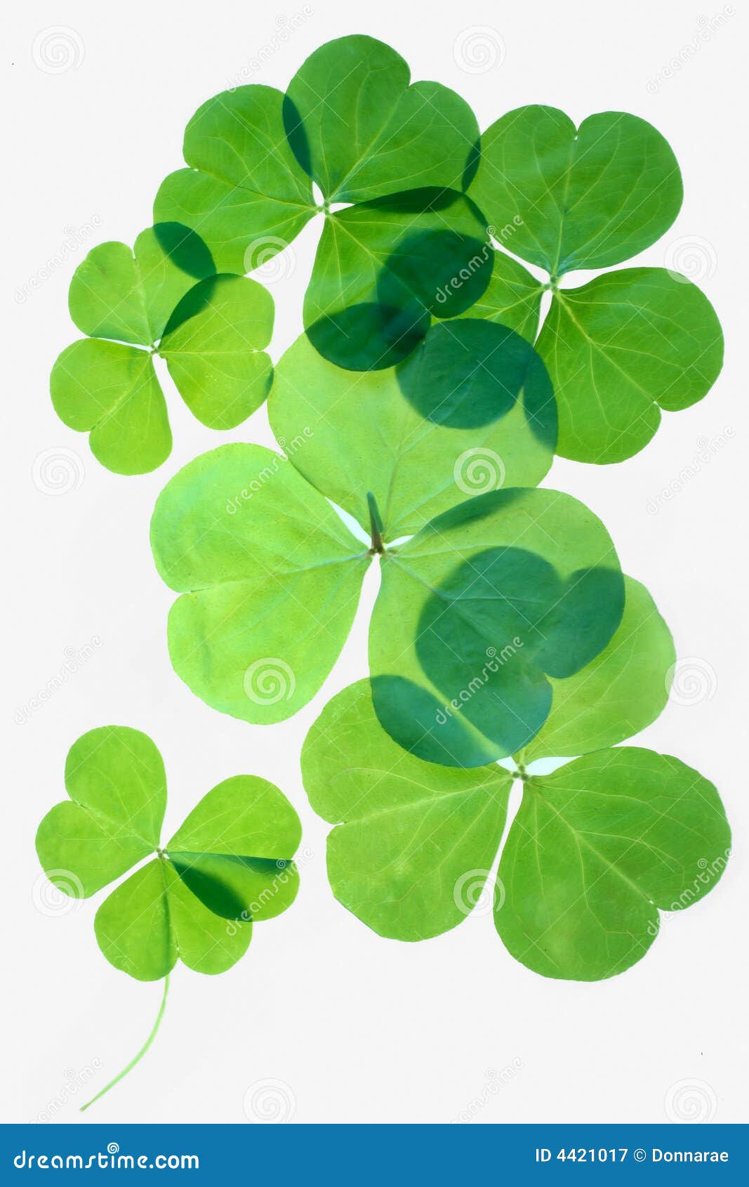 Isolated shamrocks stock image. Image of party, seasonal - 4421017