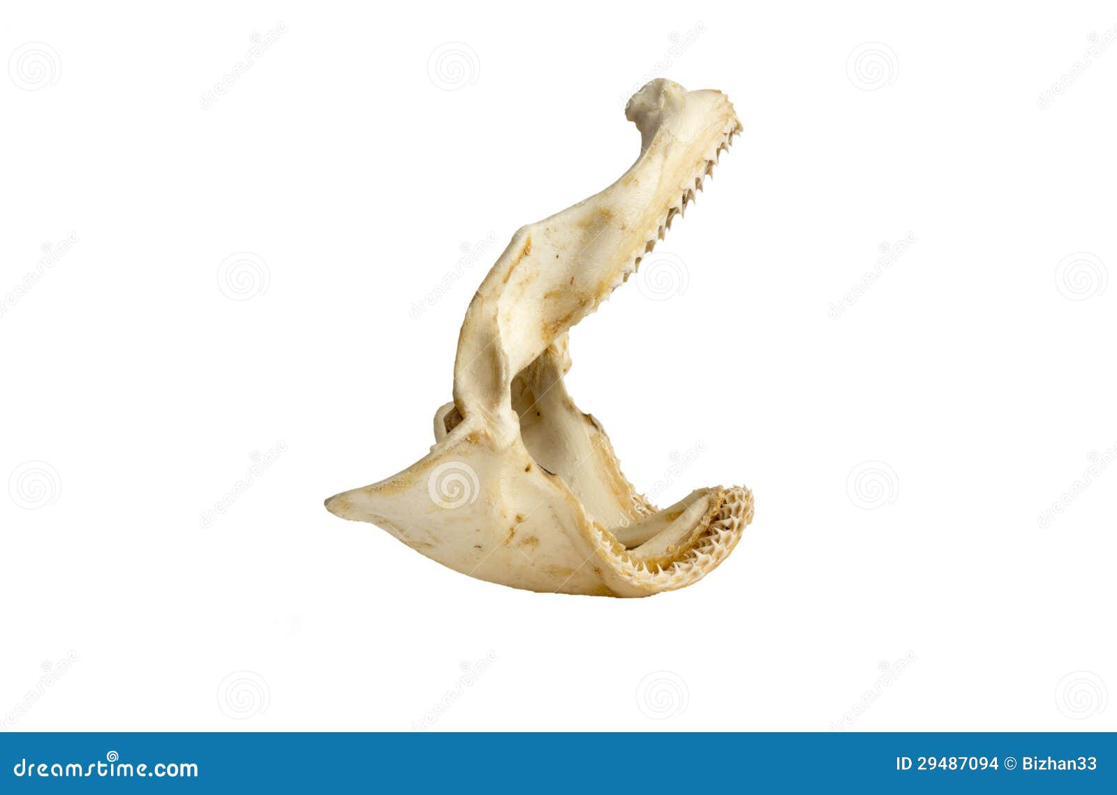 Isolated shark jaw stock photo. Image of danger, killer - 29487094