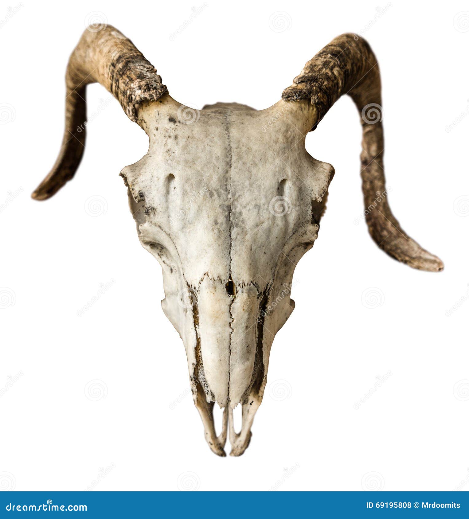 Skull Of Ram, Sheep Or Goat Lying In Dry Grass. Animal Extinction ...