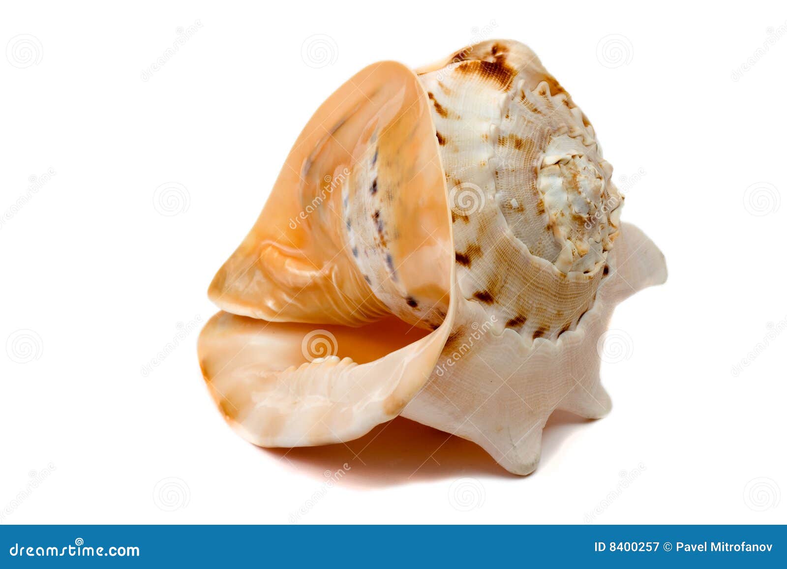 Isolated shell stock image. Image of food, cockleshell - 8400257