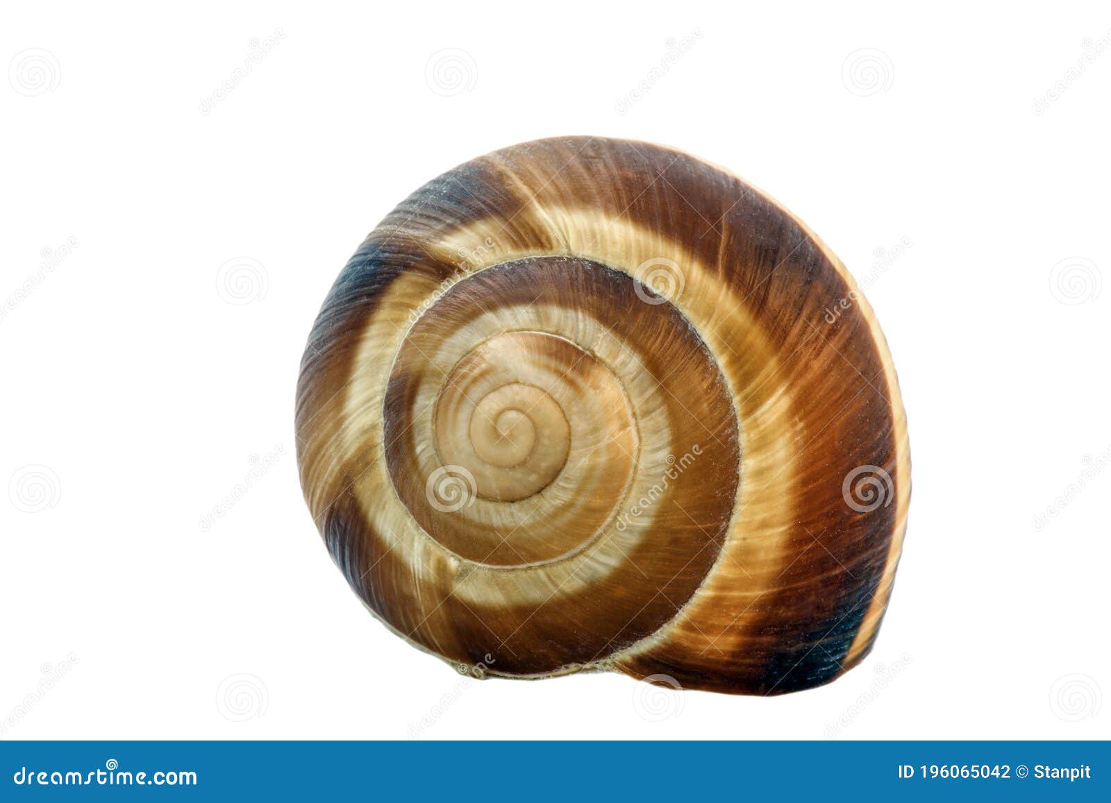 Isolated on White Background Shell Helix Stock Photo - Image of color ...