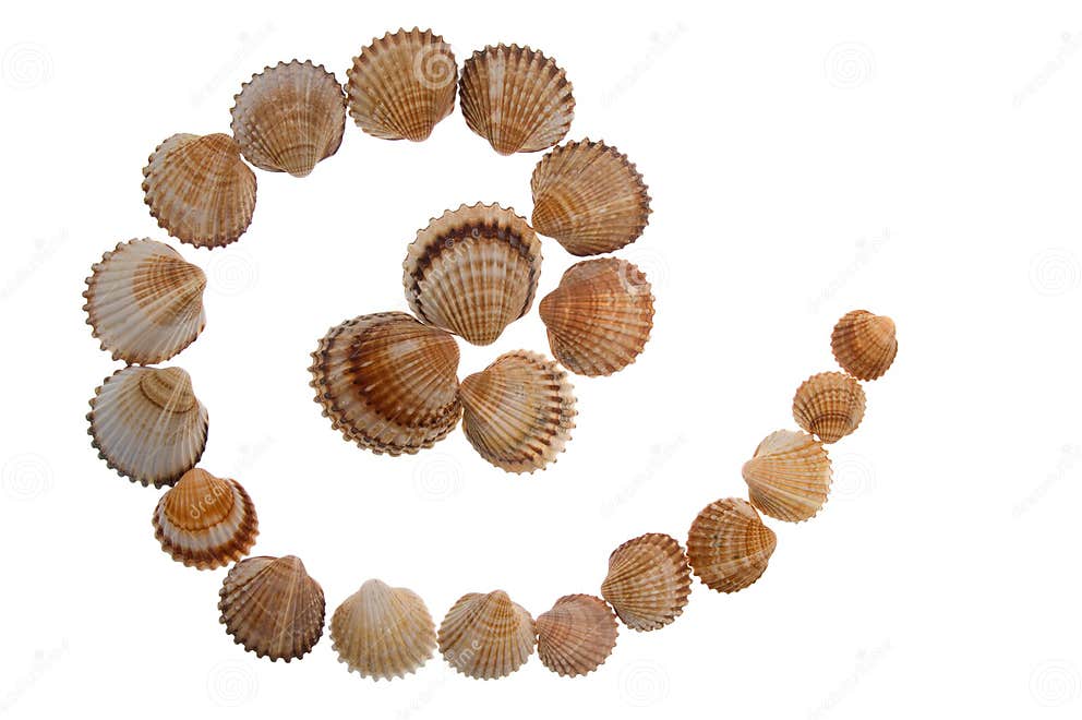 Isolated shell letter @ stock photo. Image of alphabetic - 16271426