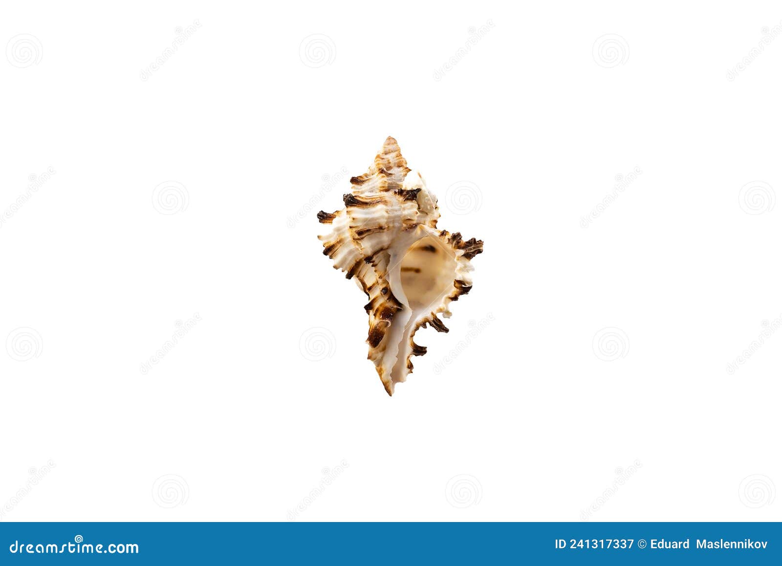 Isolated Shells with White Background. Stock Image - Image of cone ...