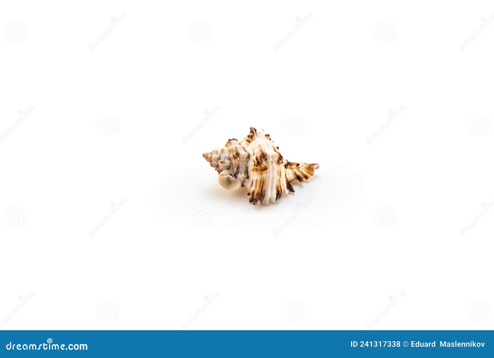 Isolated Shells with White Background. Stock Photo - Image of cone ...