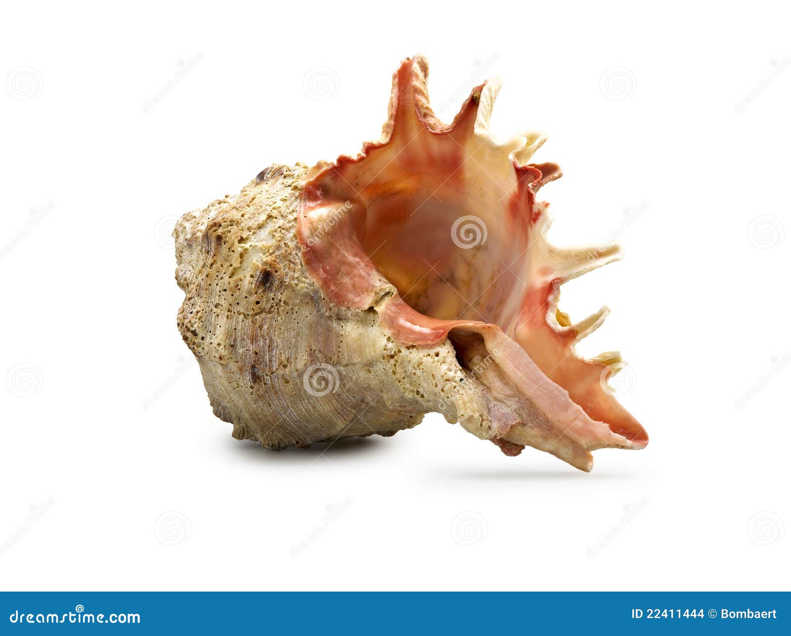 An Isolated Shot of a Large Conch Shell Stock Photo - Image of decor ...