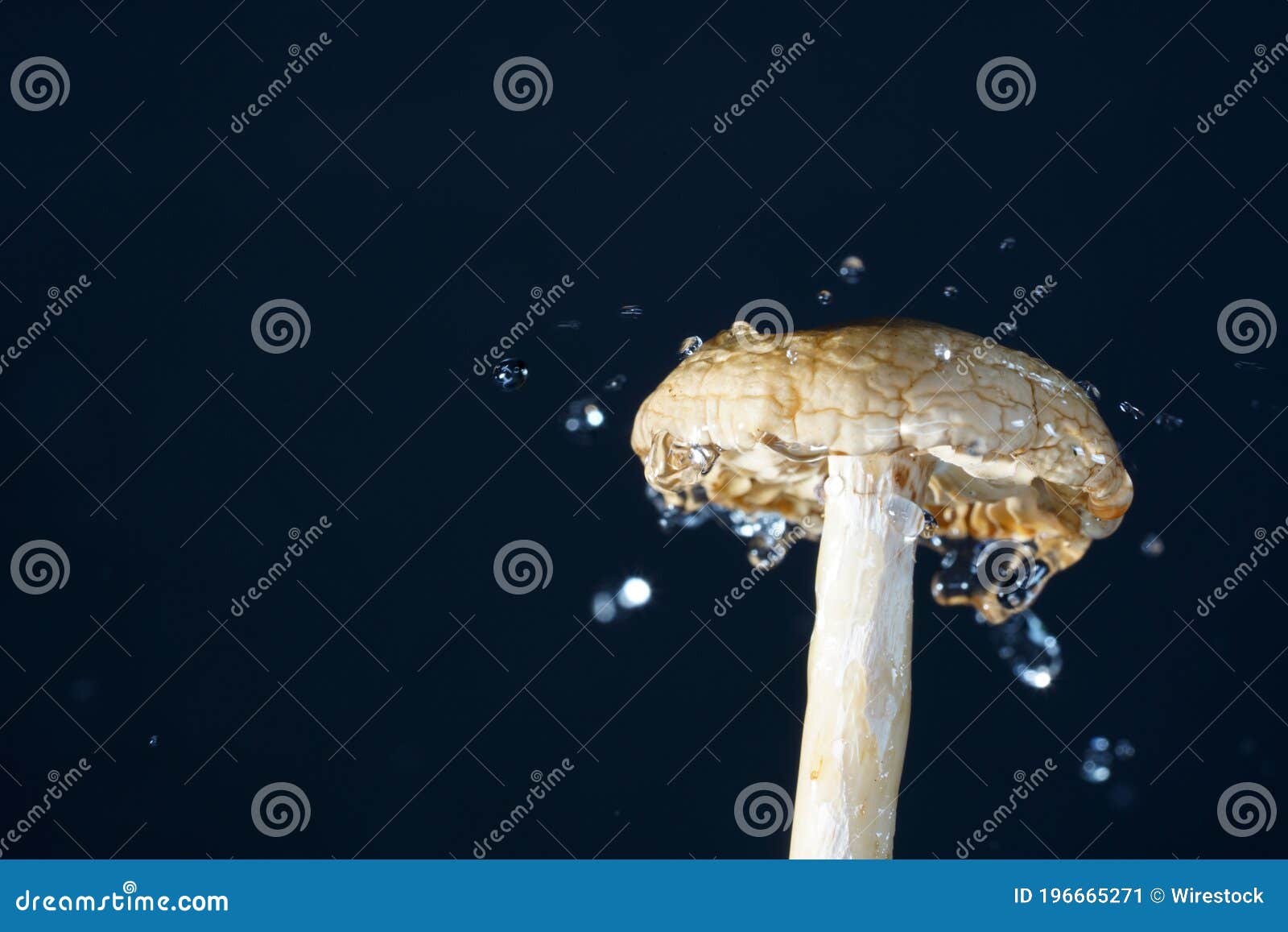 Isolated Shot of a Wet Mushroom Stock Image - Image of natural, wild ...