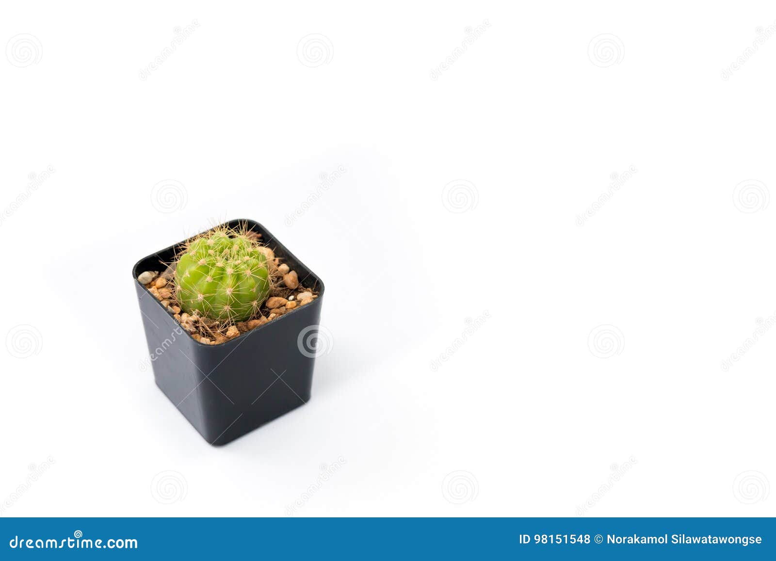 Isolated Side View of Circle Cactus in the Cube Tree Pot Stock Photo ...