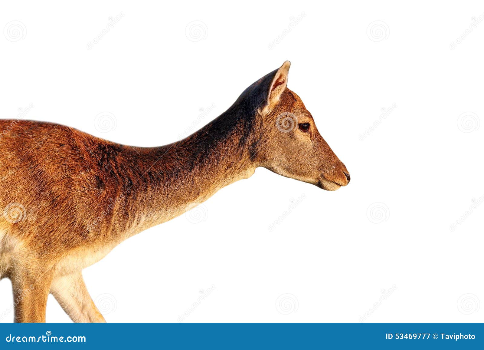 Side View Deer Stock Photos - Download 1,260 Royalty Free Photos