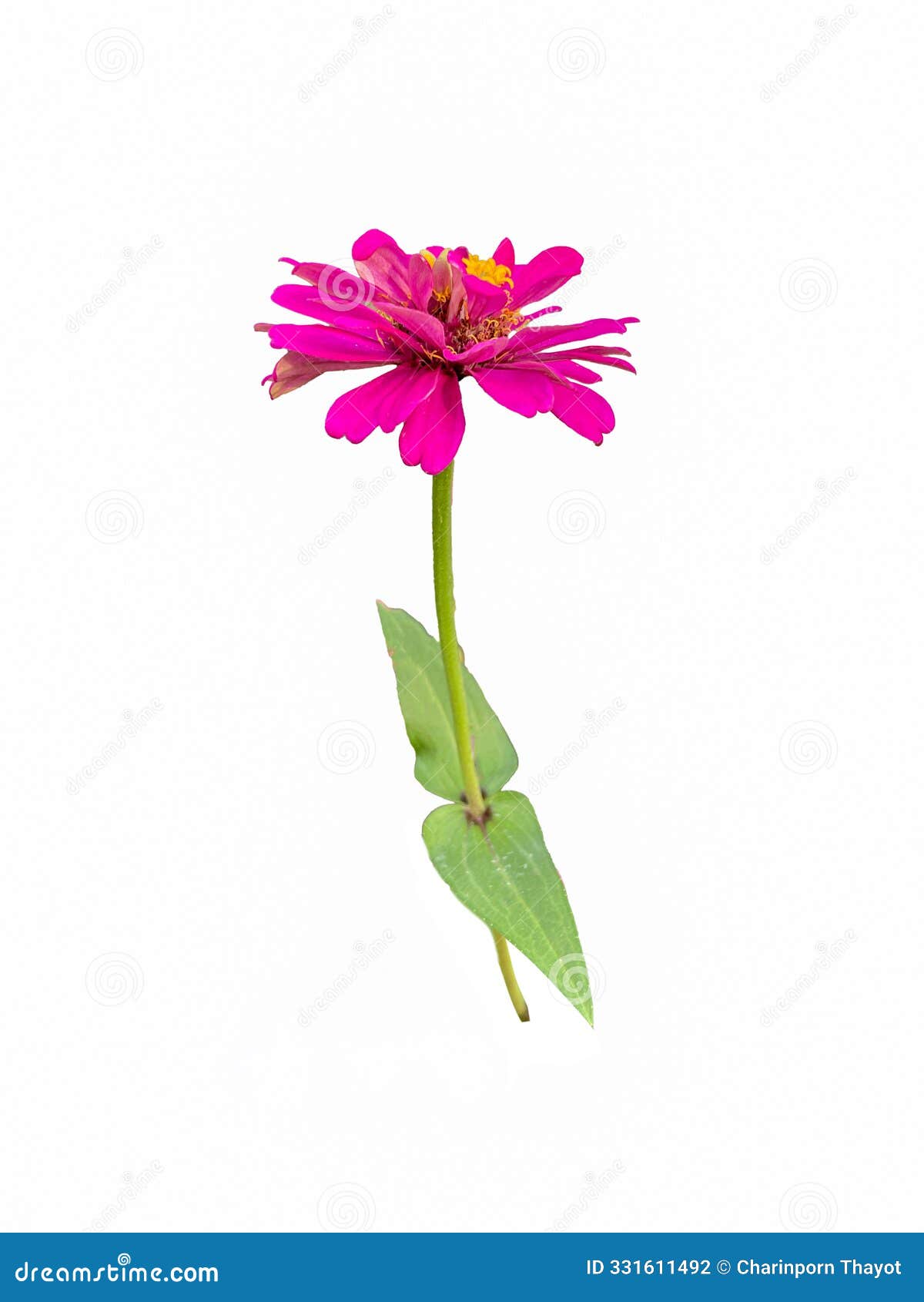 Isolated Side View of Pink Zinnia Flowers on a White Background. Stock ...