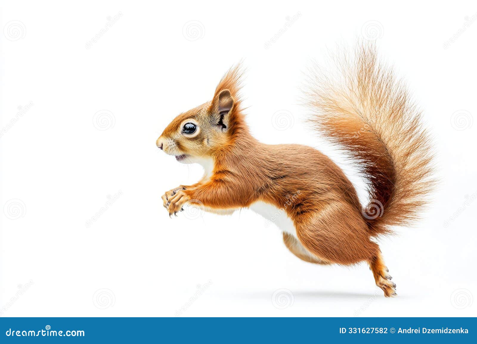 An Isolated Side View of a Red Squirrel on a Transparent Background ...