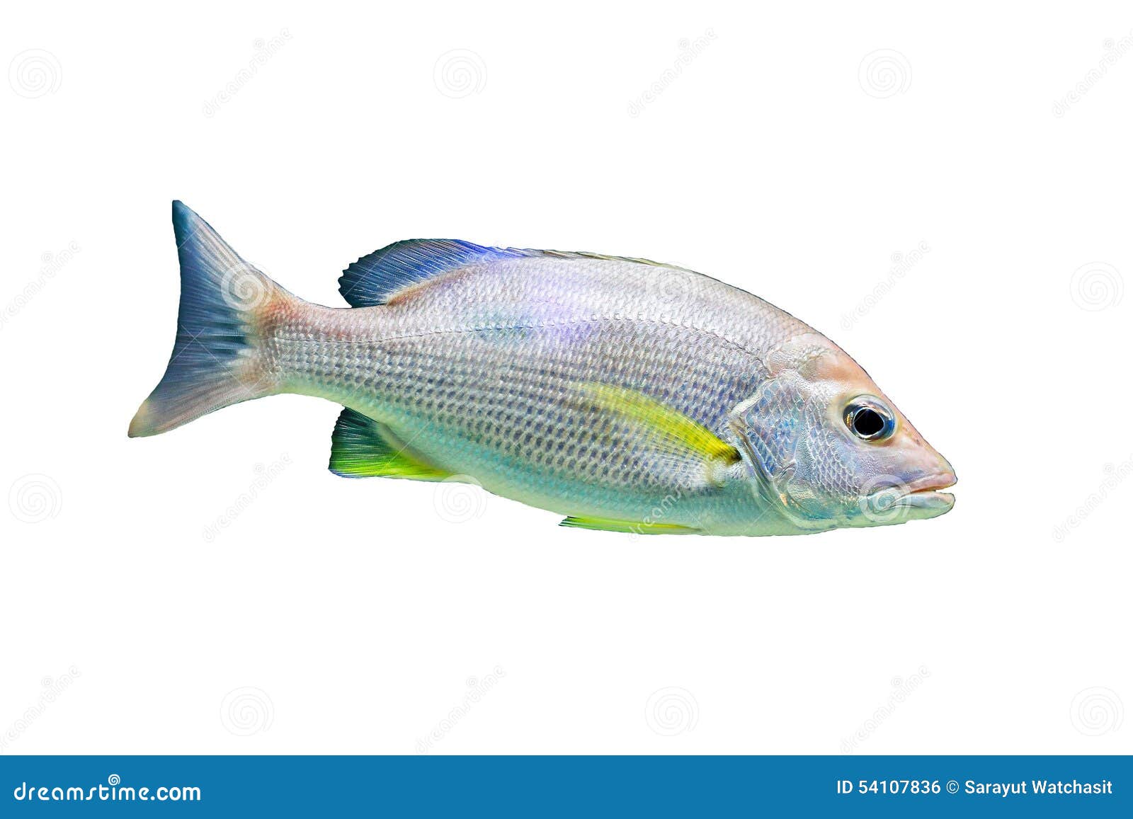 445 Isolated Silver Perch Fish Stock Photos - Free & Royalty-Free Stock ...