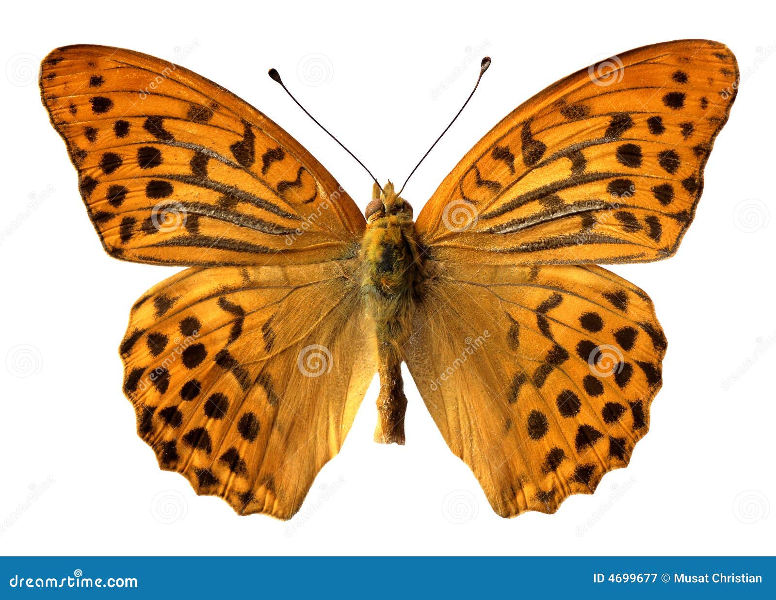 Isolated Silver-washed Butterfly Stock Image - Image of butterfly ...