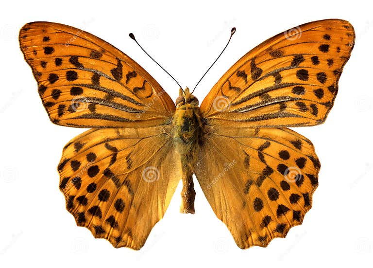 Isolated Silver-washed Butterfly Stock Image - Image of butterfly ...