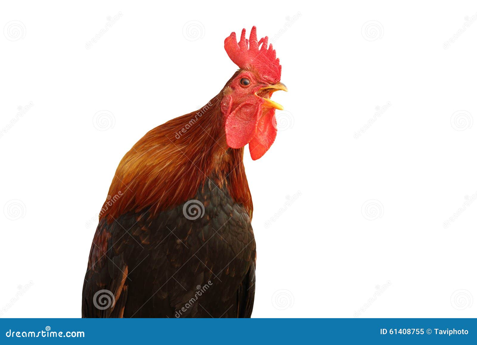 Singing Red Rooster Royalty-Free Stock Photo | CartoonDealer.com #38368245
