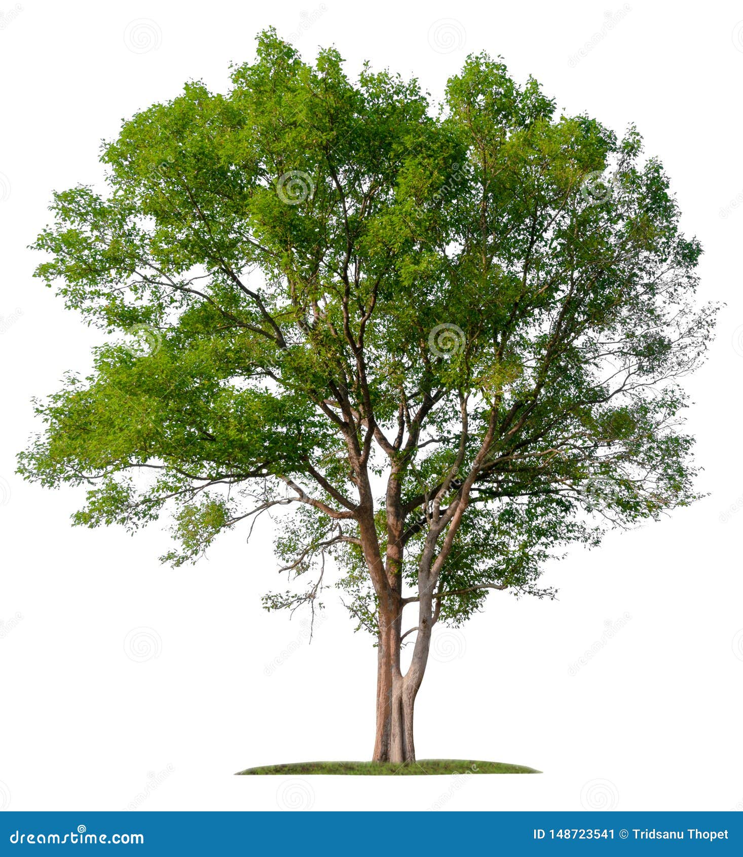 Isolated Single Big Tree on White Background Stock Image - Image of ...
