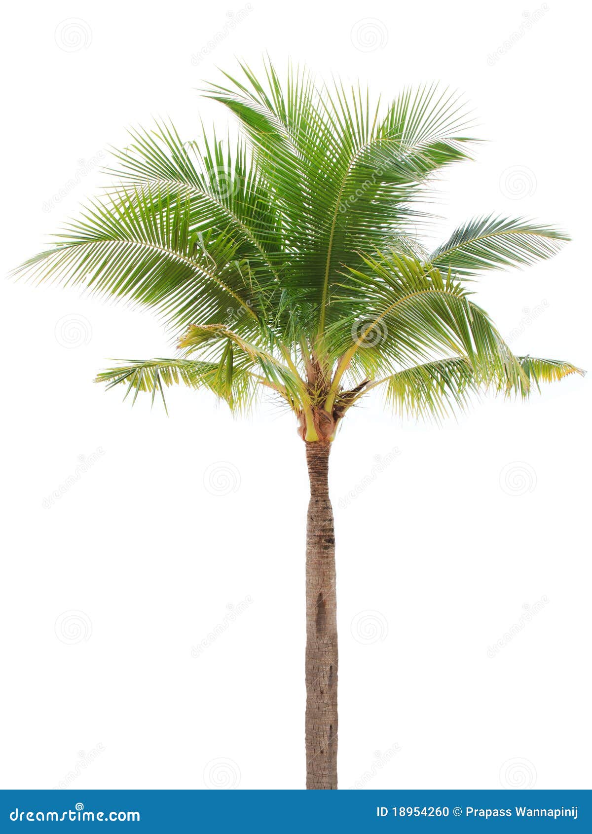 Isolated Single Coconut Tree Stock Photo - Image: 18954260 Isolated Single Coconut Tree Stock Photo - Image: 18954260