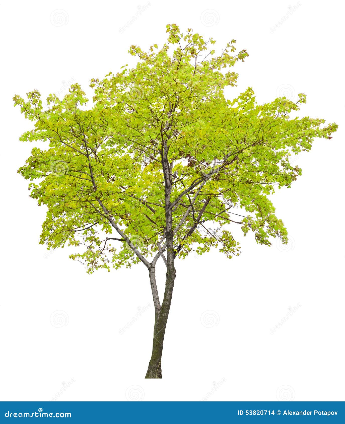 Isolated Single Green Maple Tree Stock Photo - Image of lush, stem ...