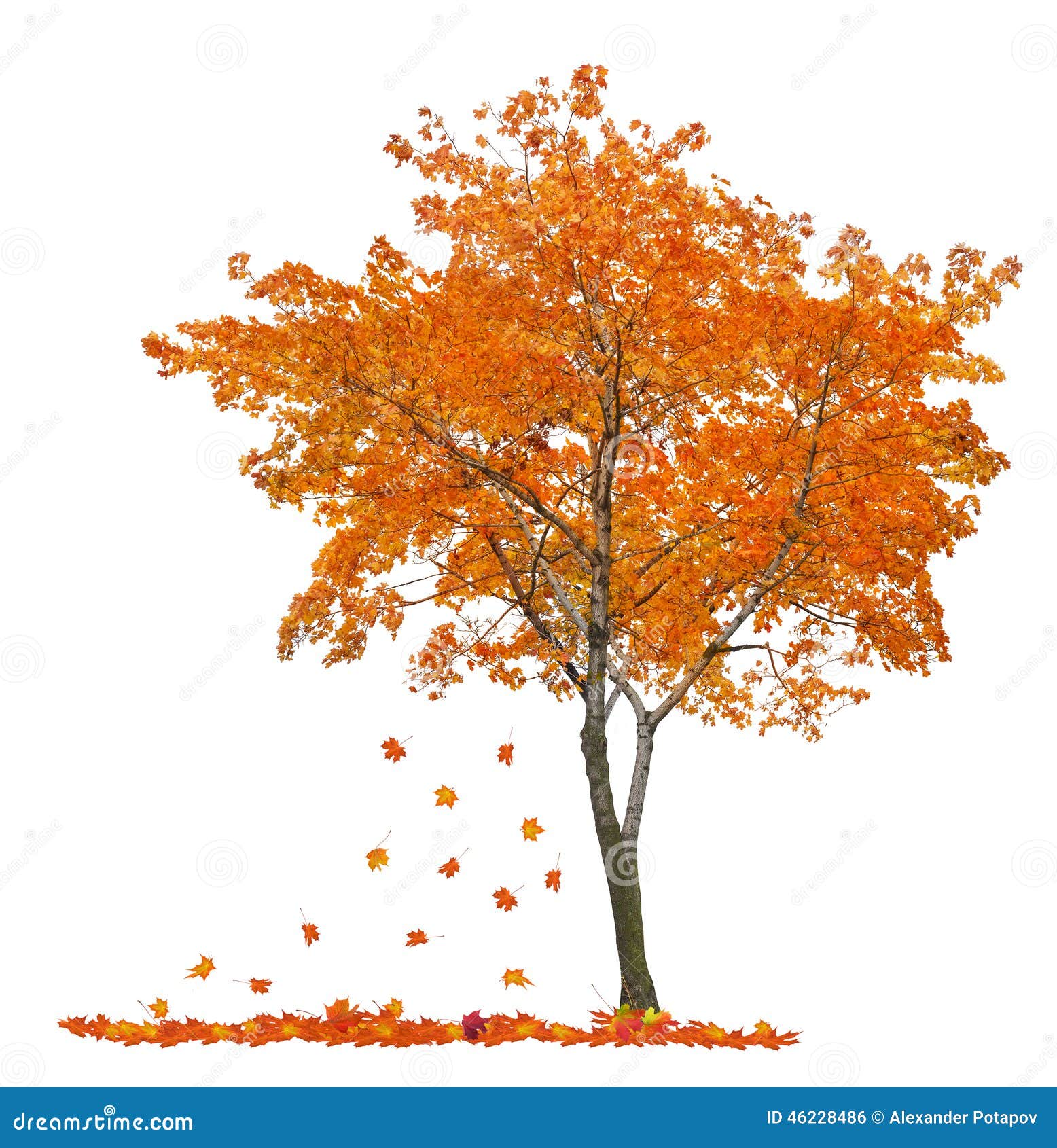 Isolated Single Orange Maple with Falling Leaves Stock Photo - Image of ...