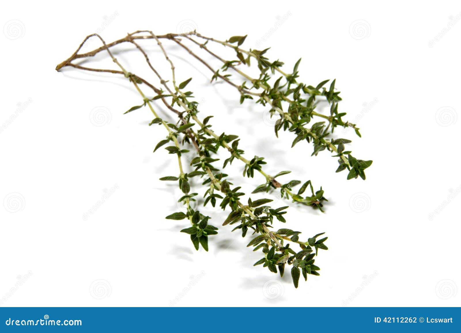 Isolated Single Sprig of Fresh Garden Thyme Stock Photo - Image of ...