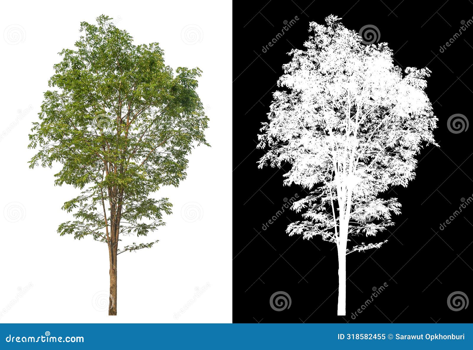 Isolated Single Tree with Clipping Path and Alpha Channel on Black ...