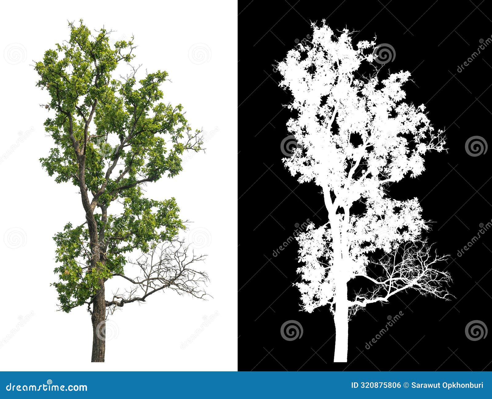 Isolated Single Tree with Clipping Path and Alpha Channel on Black Background . Stock Photo ...