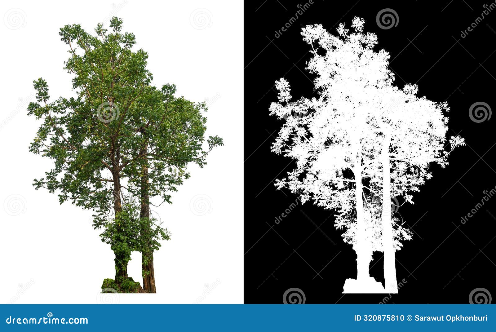 Isolated Single Tree with Clipping Path and Alpha Channel on Black Background . Stock Photo ...
