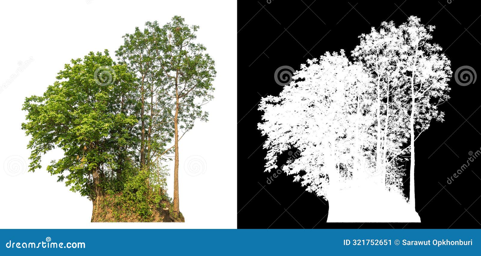 Isolated Single Tree with Clipping Path and Alpha Channel on Black Background . Stock Image ...