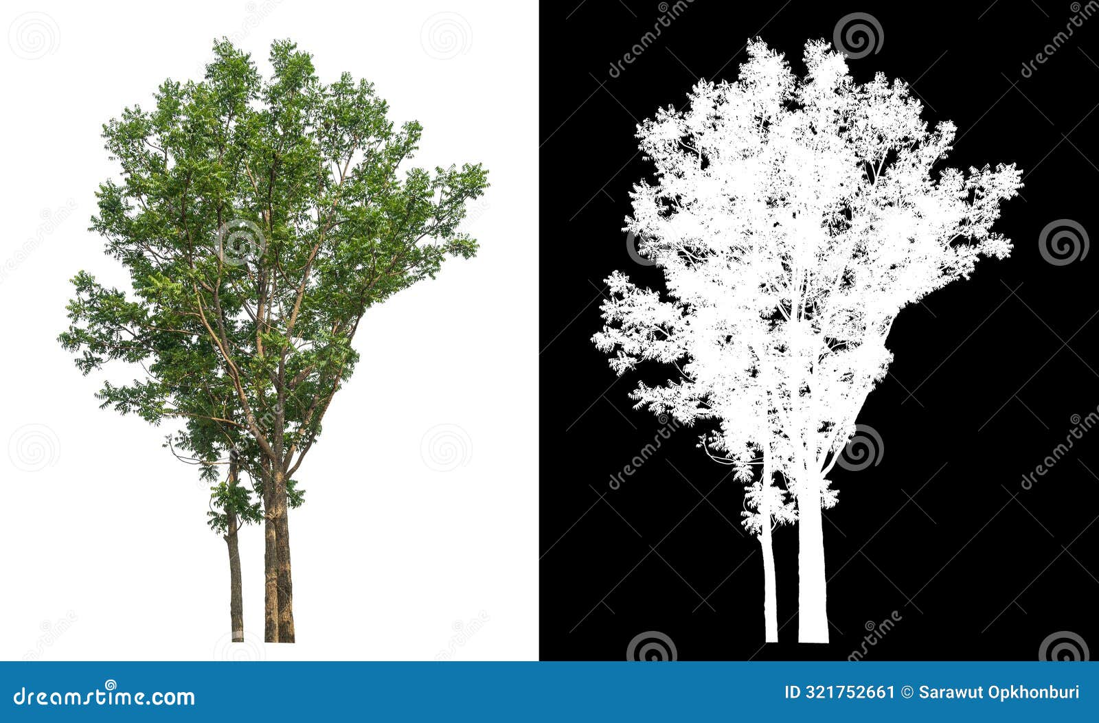Isolated Single Tree with Clipping Path and Alpha Channel on Black ...