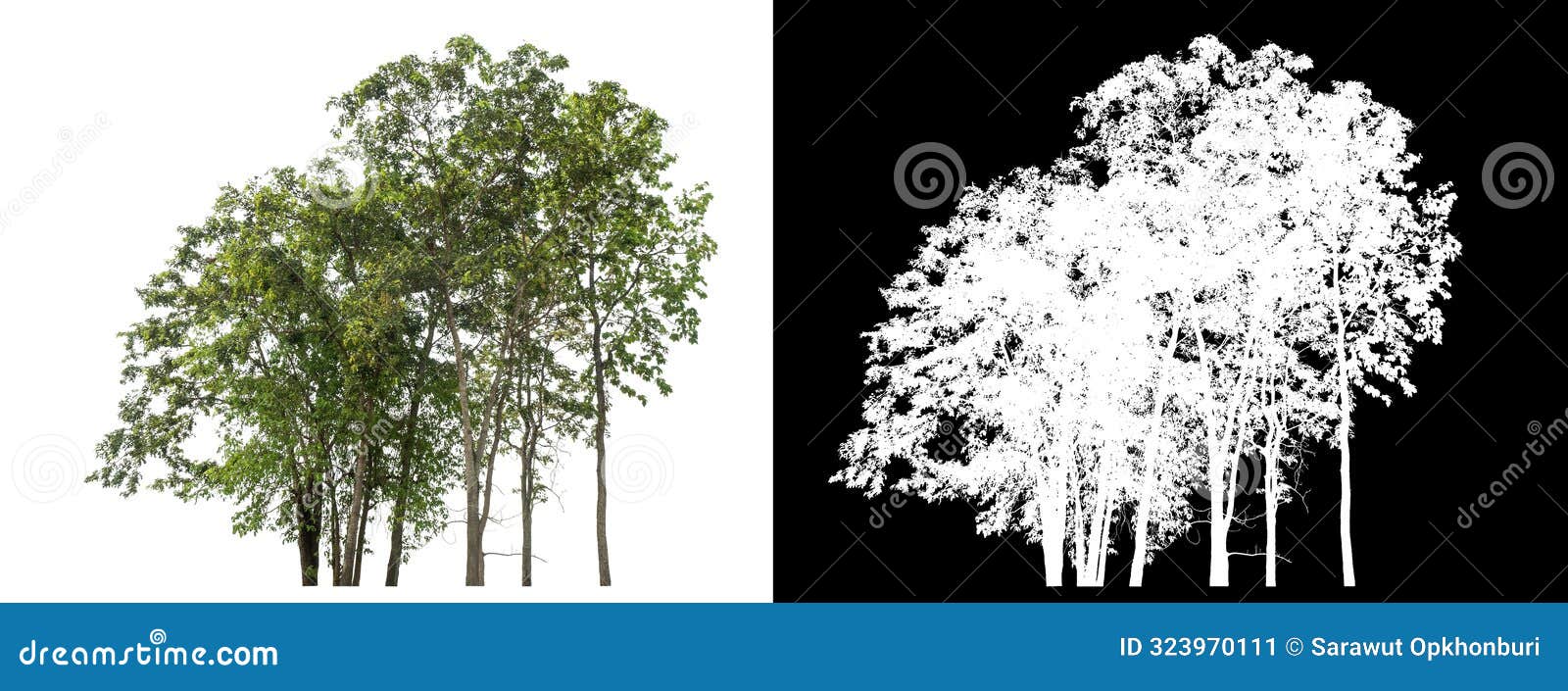 Isolated Single Tree with Clipping Path and Alpha Channel on Black Background . Stock Image ...
