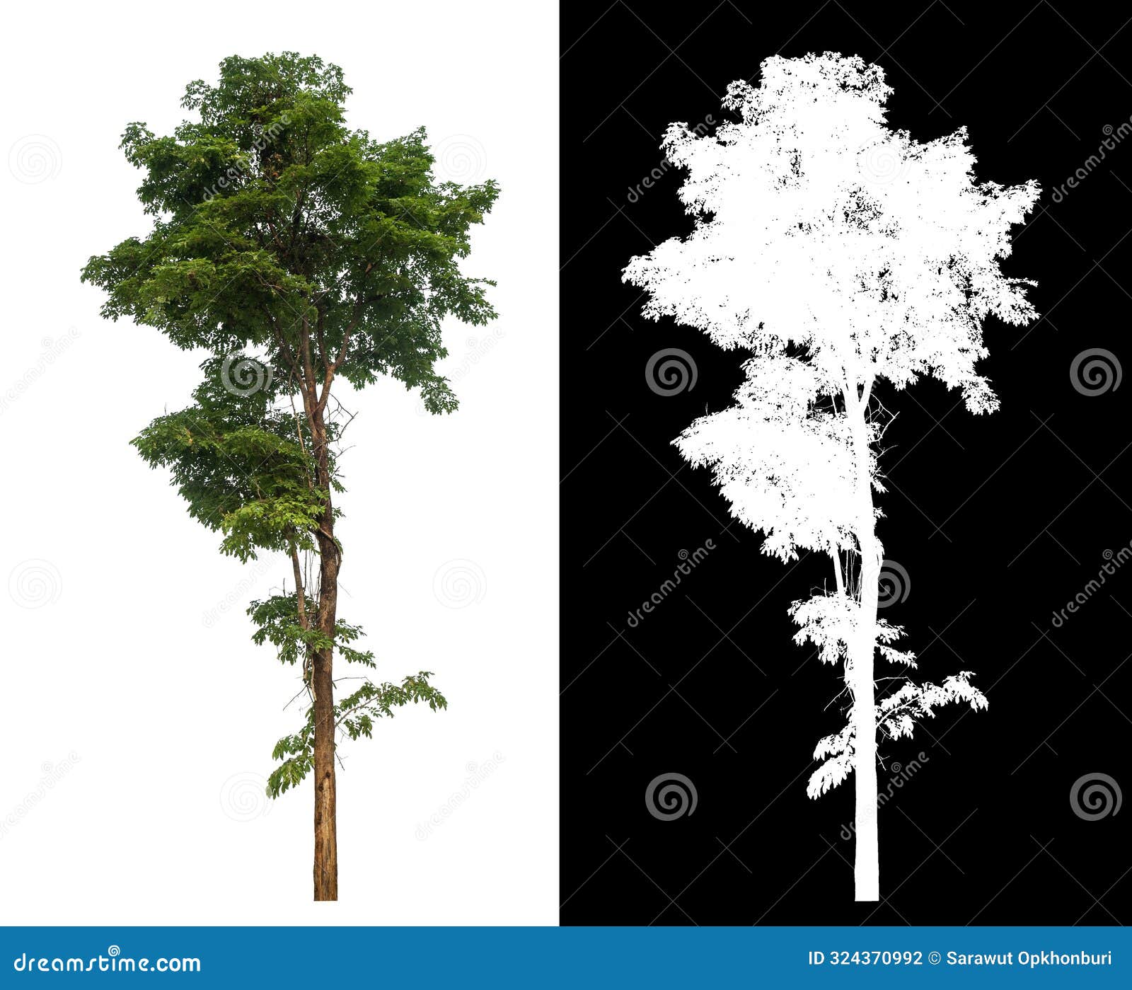 Isolated Single Tree with Clipping Path and Alpha Channel on Black ...