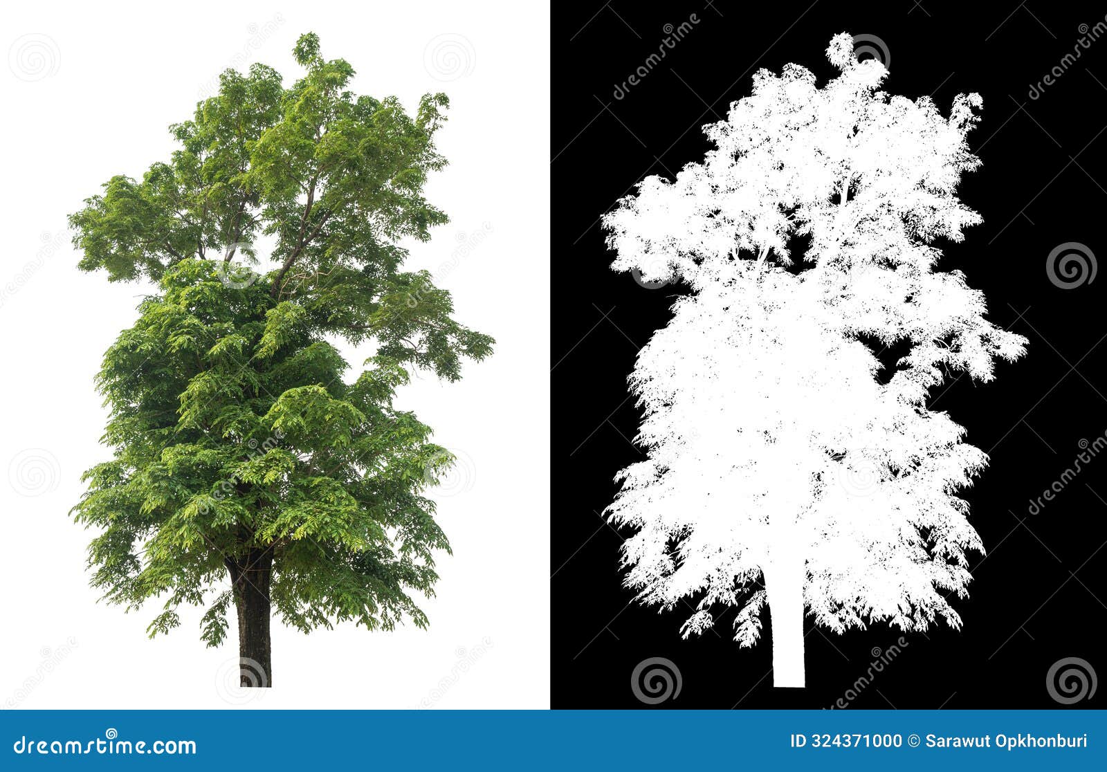 Isolated Single Tree with Clipping Path and Alpha Channel on Black ...