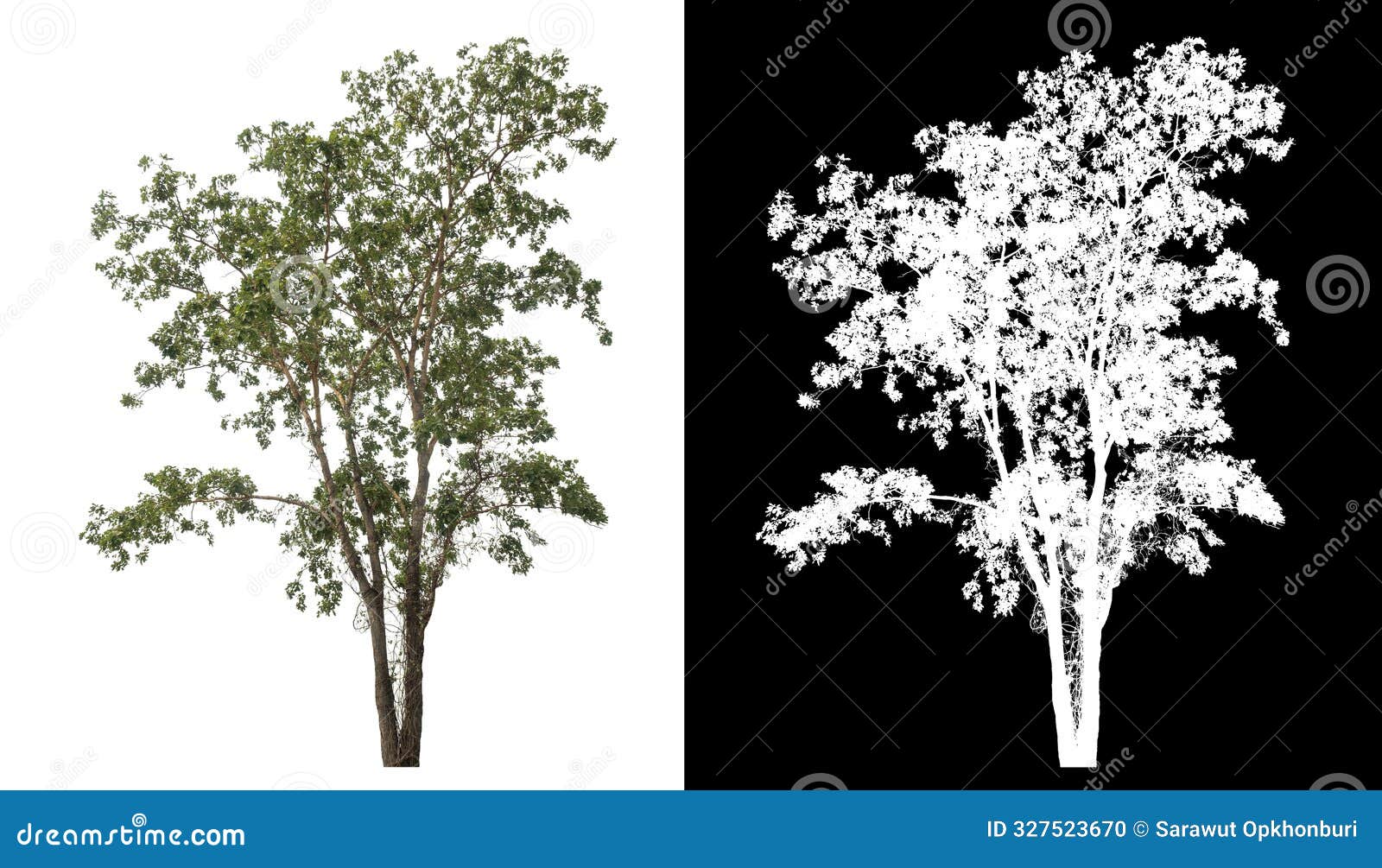Isolated Single Tree with Clipping Path and Alpha Channel on Black ...