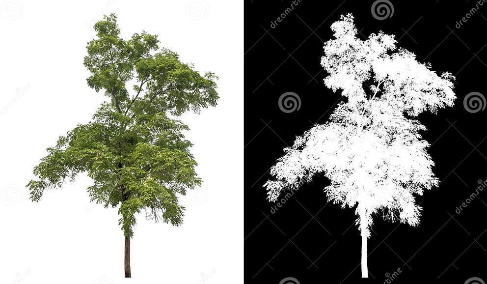 Isolated Single Tree with Clipping Path and Alpha Channel on Black ...