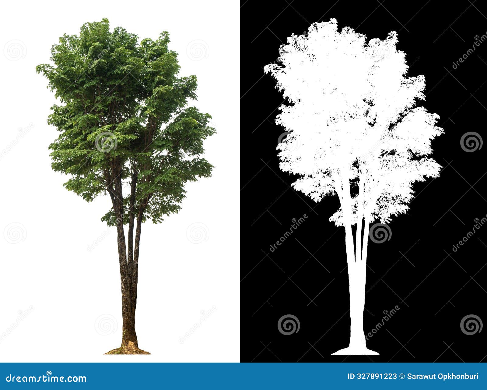 Isolated Single Tree with Clipping Path and Alpha Channel on Black ...