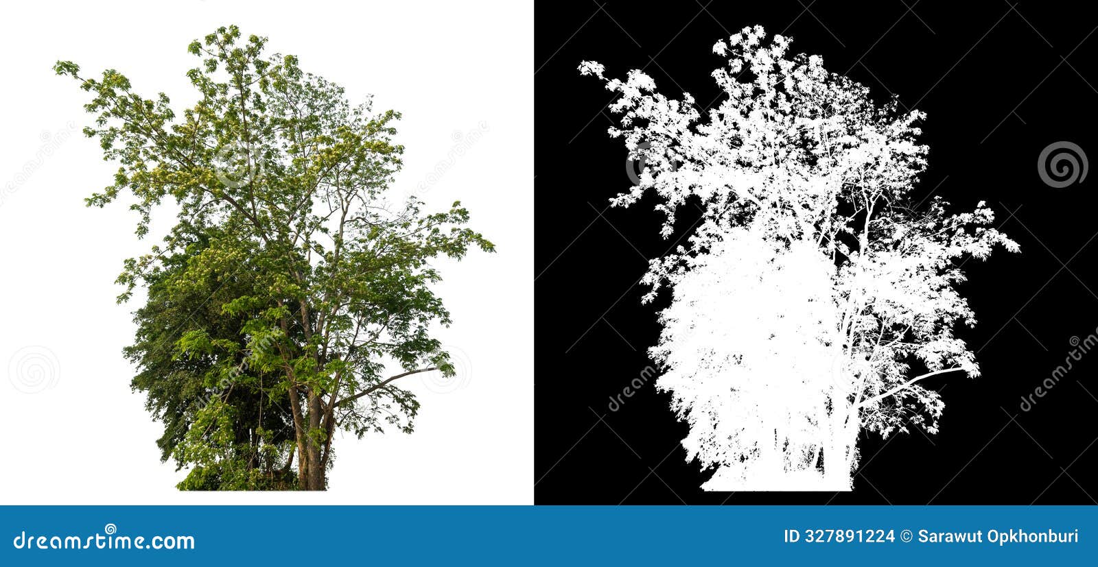 Isolated Single Tree with Clipping Path and Alpha Channel on Black Background . Stock Photo ...