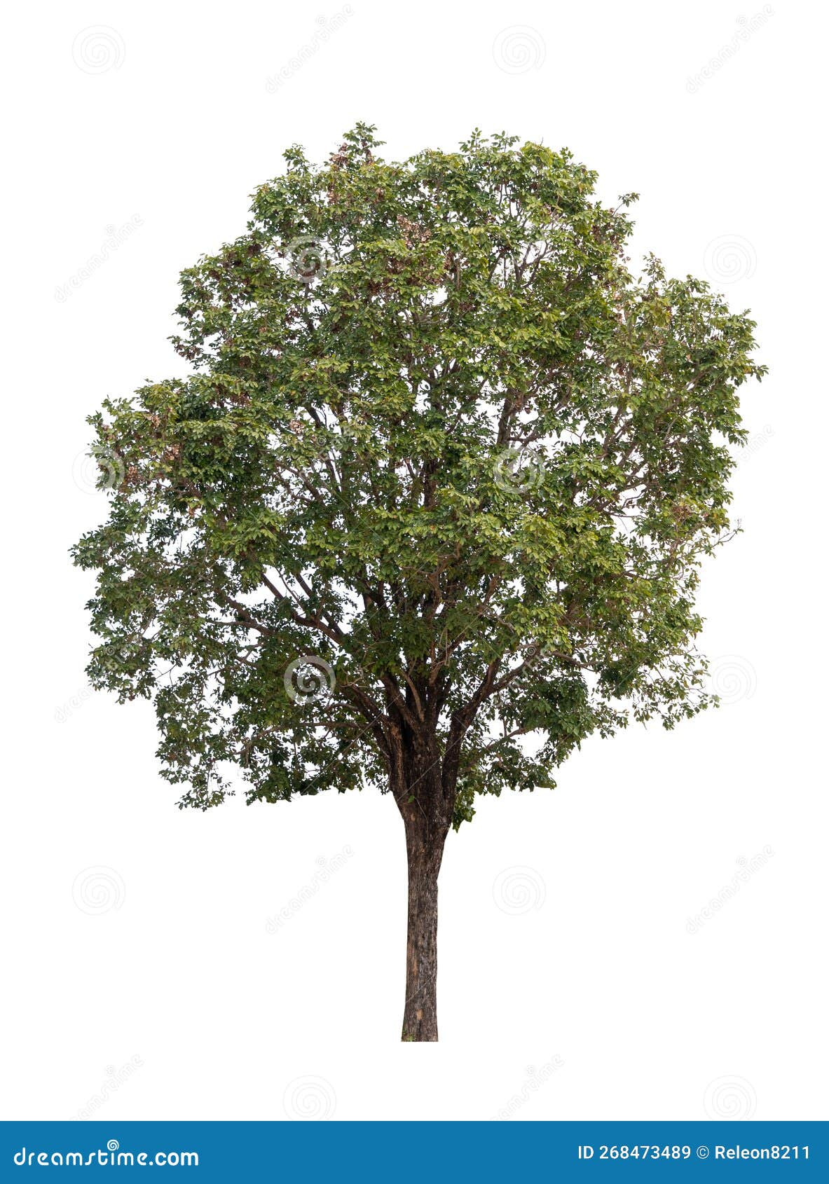 Isolated Single Tree Greenery Botanical Stock Image - Image of ...