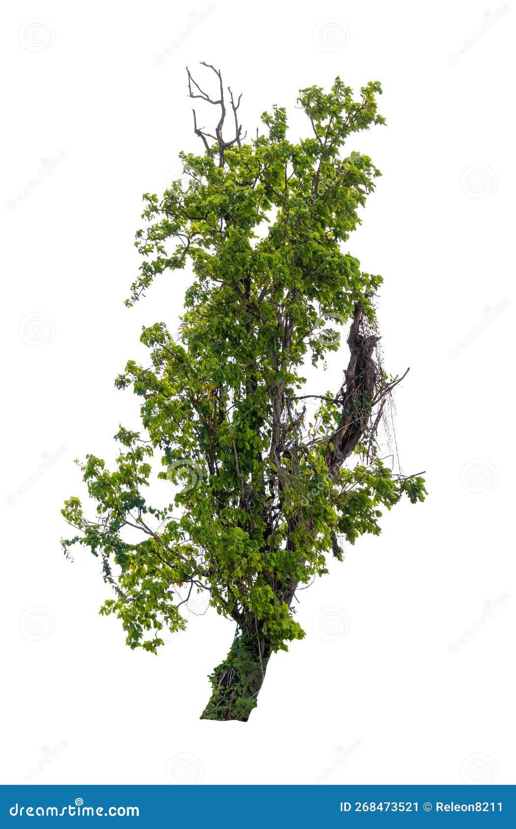 Isolated Single Tree Greenery Botanical Stock Image - Image of leafs ...