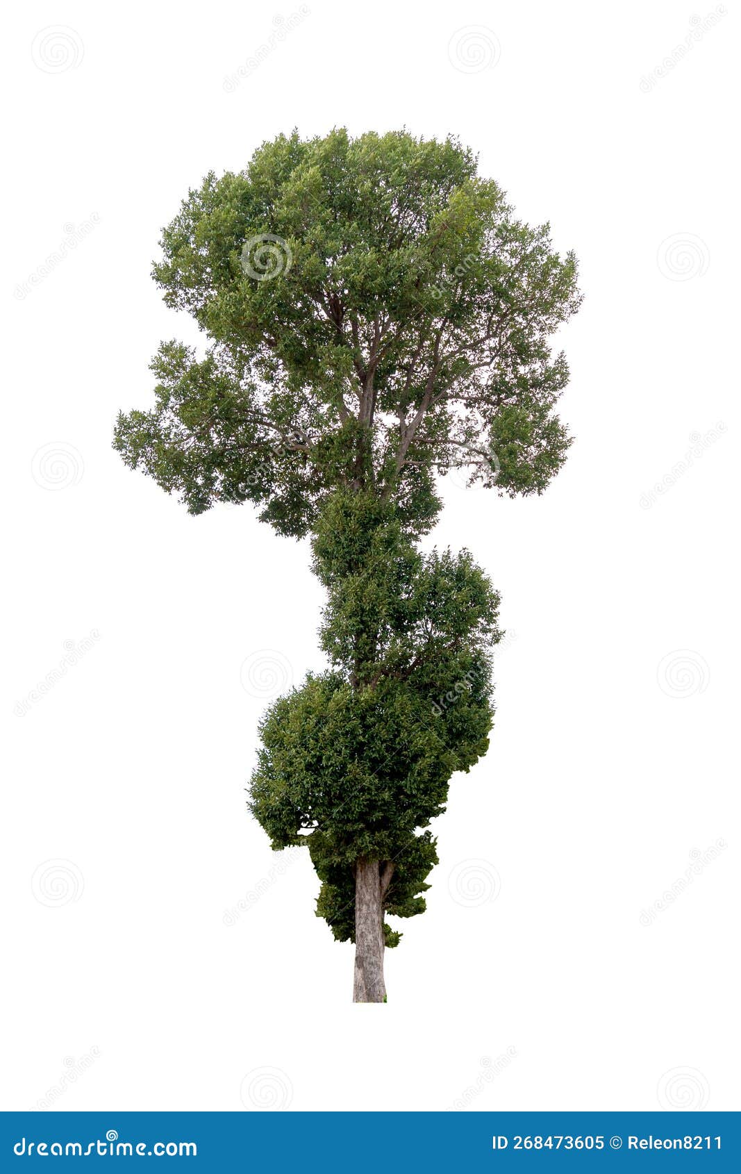 Isolated Single Tree Greenery Botanical Stock Image - Image of single ...