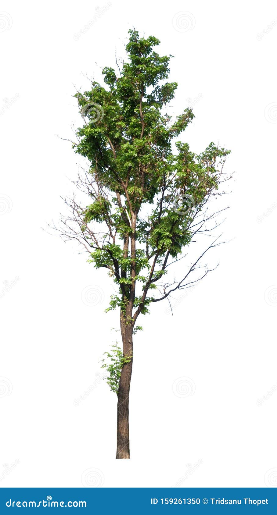Isolated single tree stock photo. Image of branch, garden - 159261350