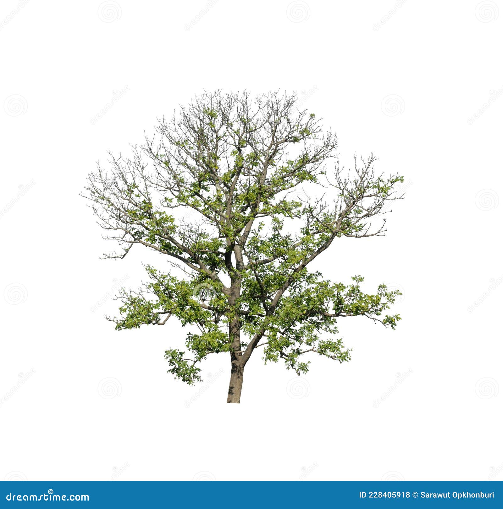 Isolated Single Tree on a White Background Stock Photo - Image of ...