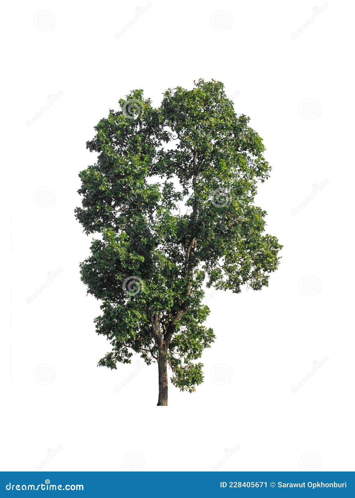 Isolated Single Tree on a White Background for Web Page Stock Image ...