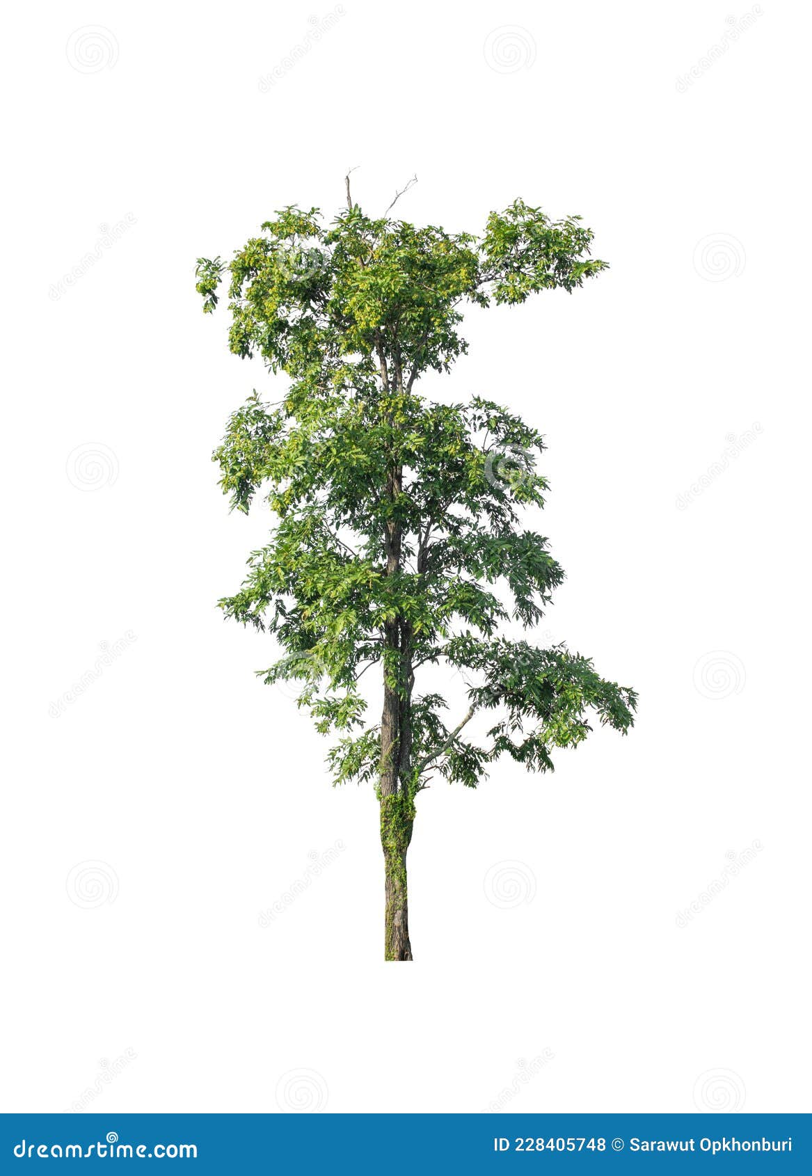 Isolated Single Tree on a White Background for Web Page Stock Photo ...