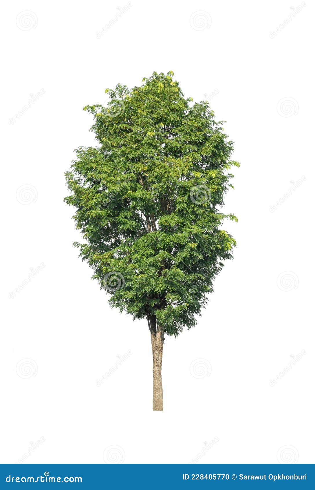 Isolated Single Tree on a White Background for Web Page Stock Photo ...