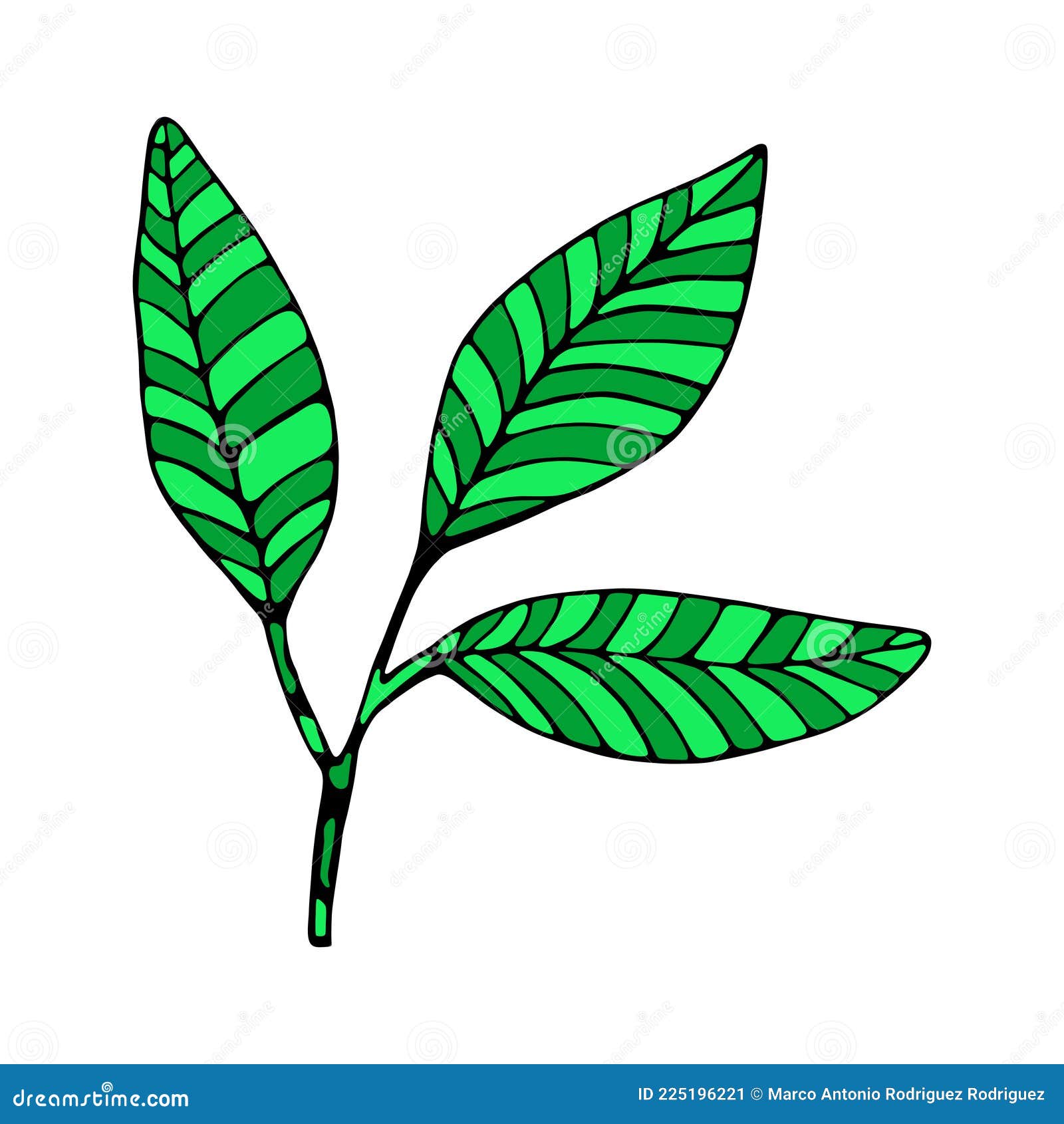 Isolated Sketch of a Tree Leaves Stock Vector - Illustration of natural ...