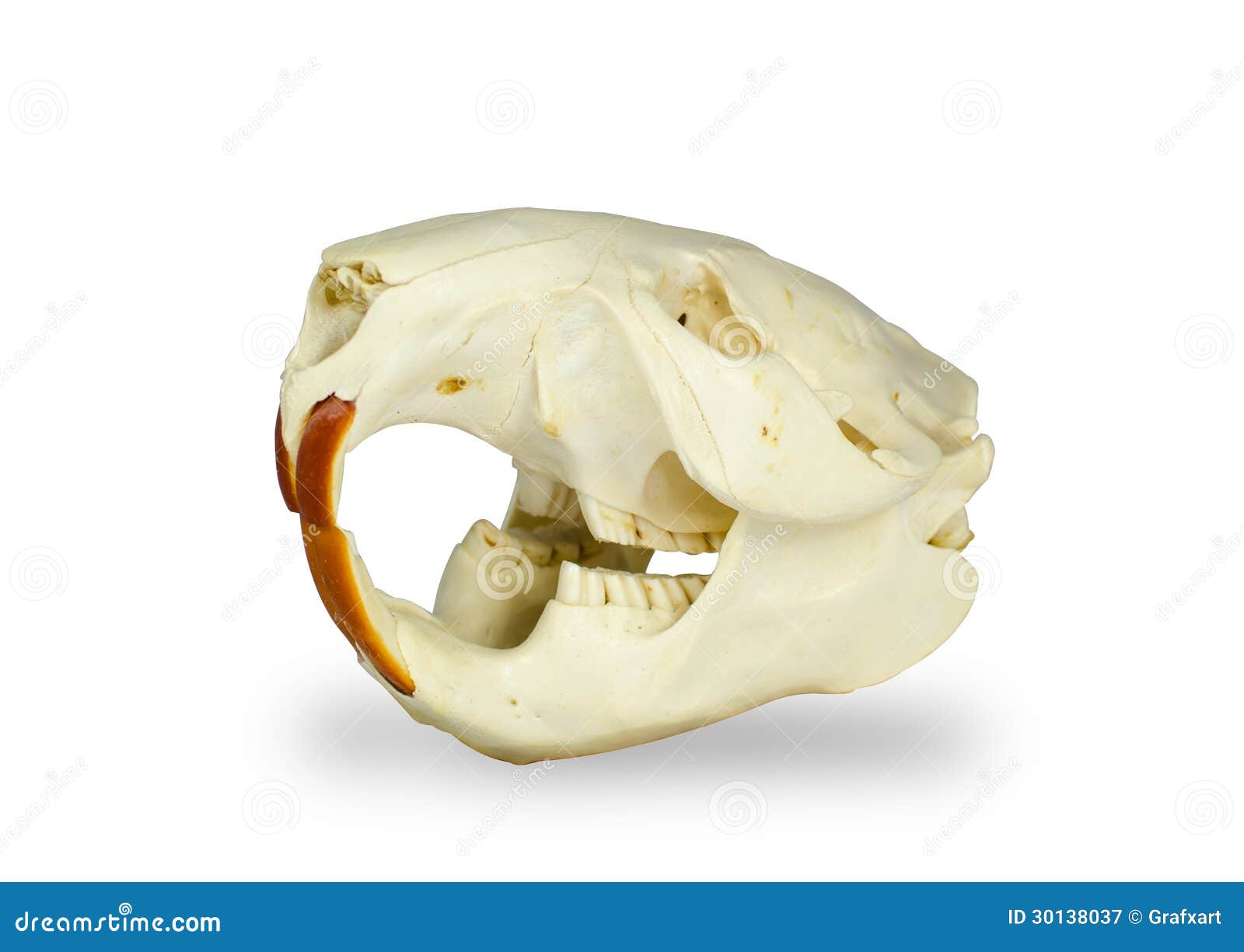 Beaver skull stock image. Image of biology, bones, castor - 30138037