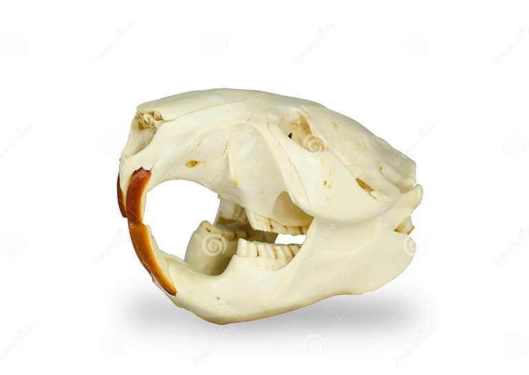 Beaver skull stock image. Image of biology, bones, castor - 30138037