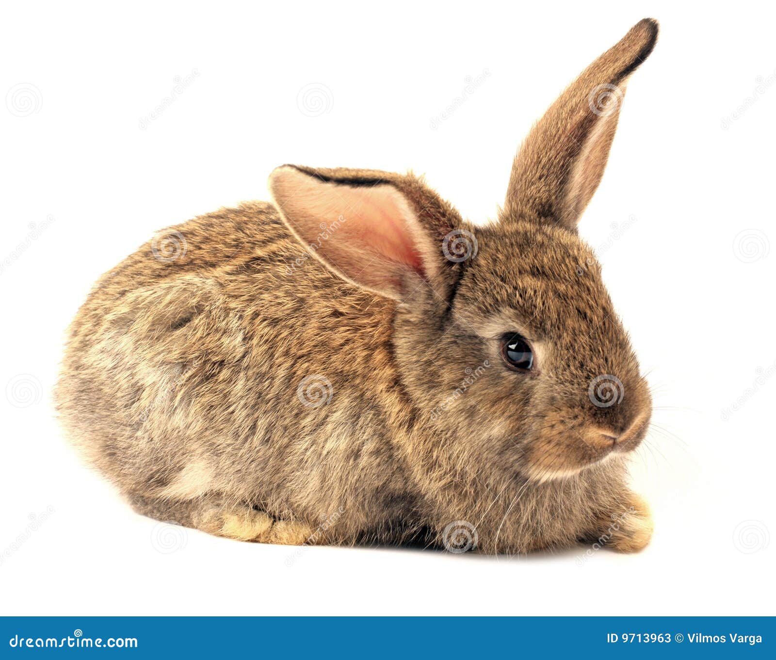 Isolated Sleepy Rabbit stock image. Image of nature, happy - 9713963